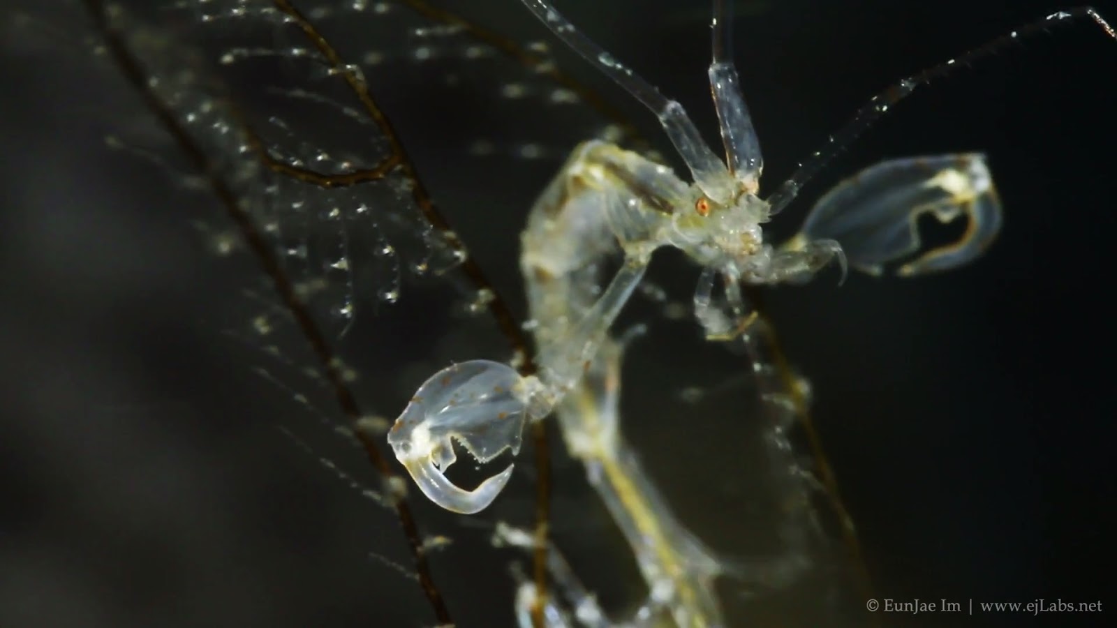 Real Monstrosities: Skeletons of the Sea