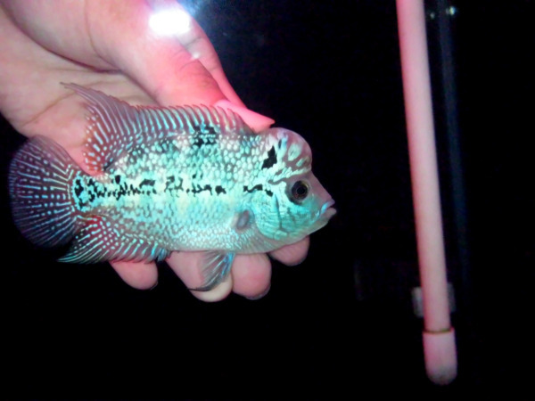 Flowerhorn The Hybrid Cichlids: King Kamfa and Kamfa