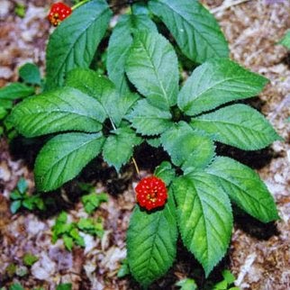 RED GINSENG/GINSENG KOREA ASLI JAKARTA : CARA MENANAM GINSENG MERAH KOREA