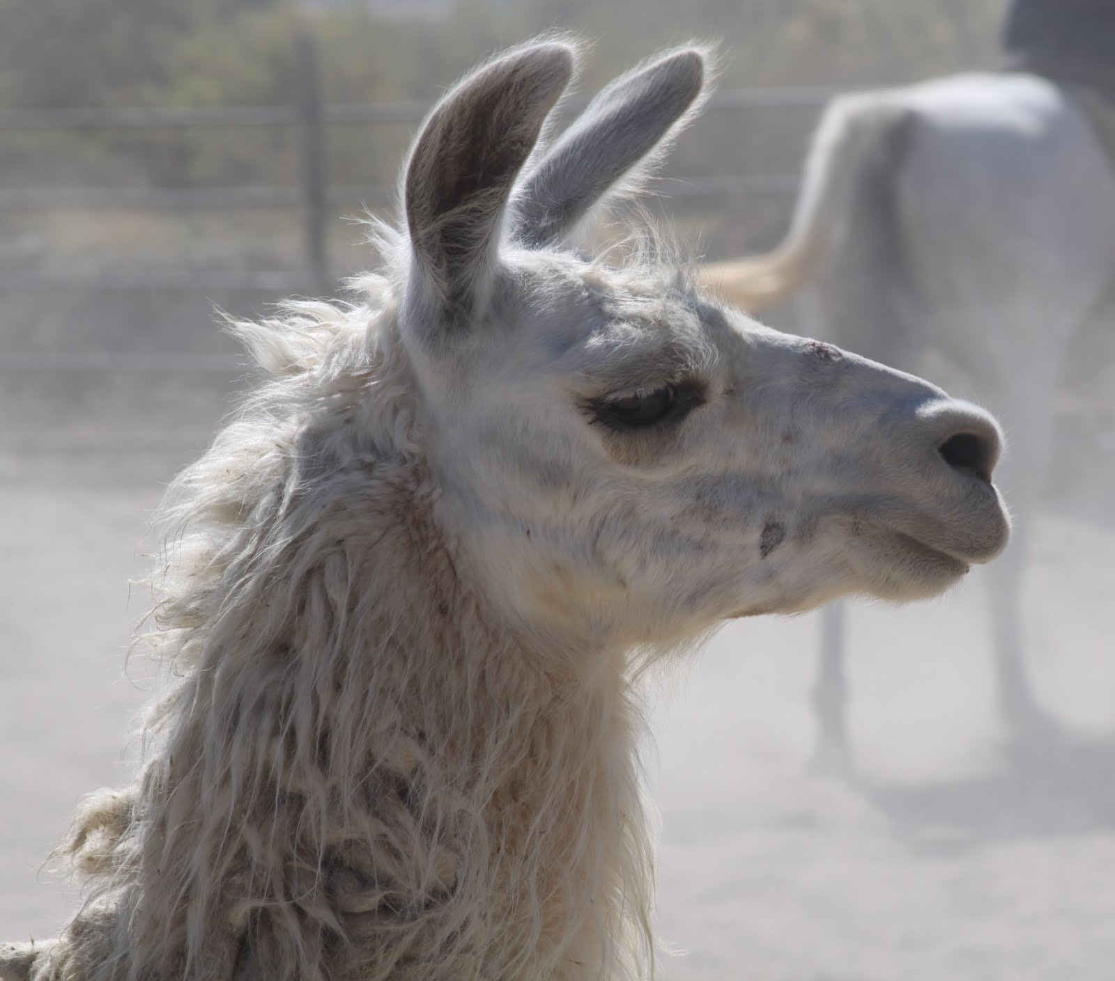 Knotty Pine Ranch: Flying Llamas