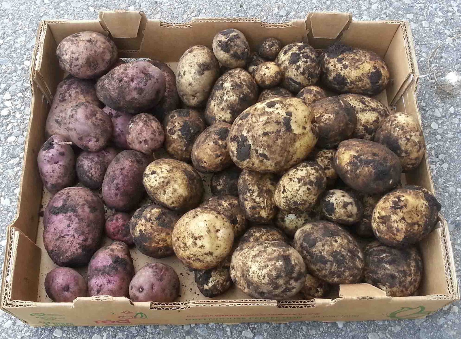 The Gardening Me: Potatoes - The Reveal and Some Surprises