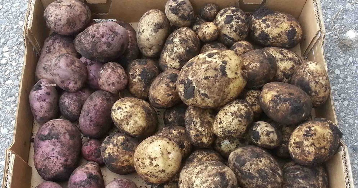 The Gardening Me: Potatoes - The Reveal and Some Surprises