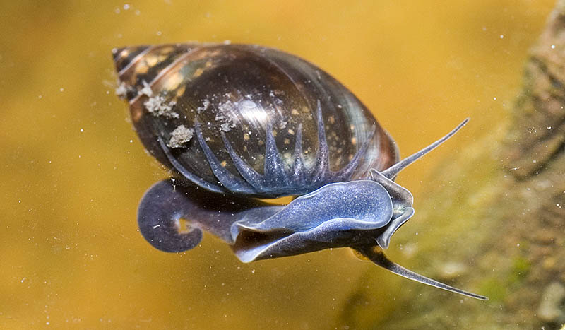 Why Snails Are One Of The World's Deadliest Creatures
