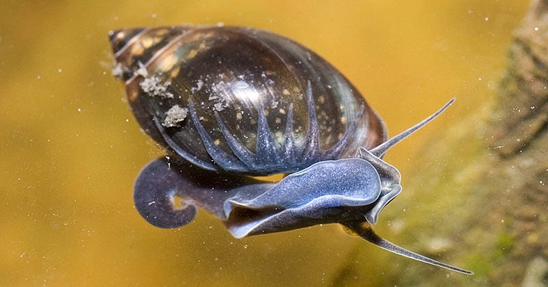 Why Snails Are One Of The World's Deadliest Creatures