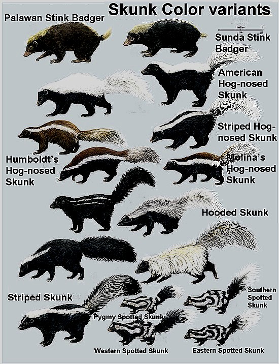 Art Now and Then: Skunk Art