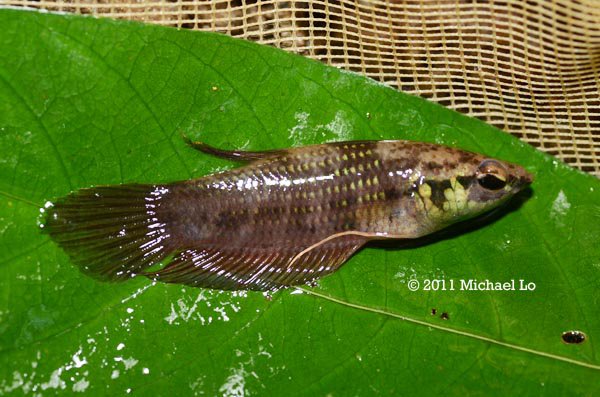 The rainforests of Borneo & Southeast Asia: Betta kuehnei (wild ...