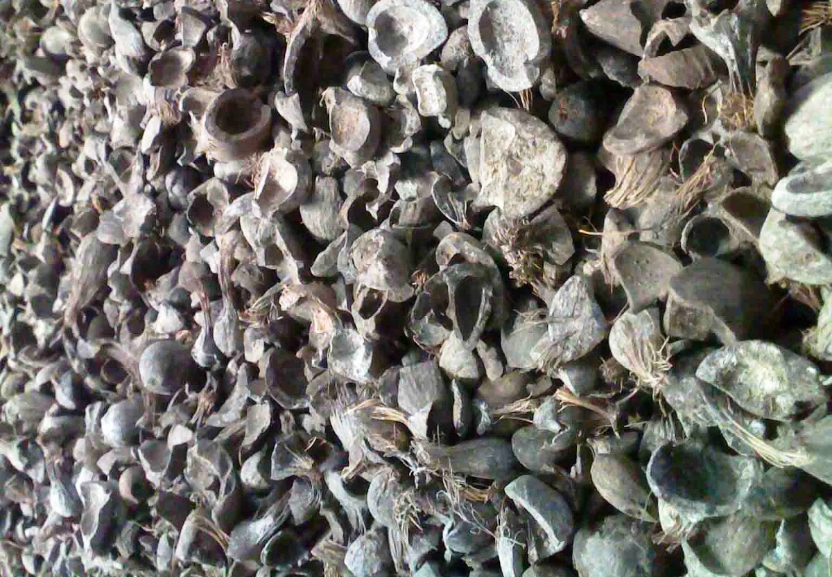 Cangkang Kelapa Sawit dan Kegunaannya - tentangsawit.com