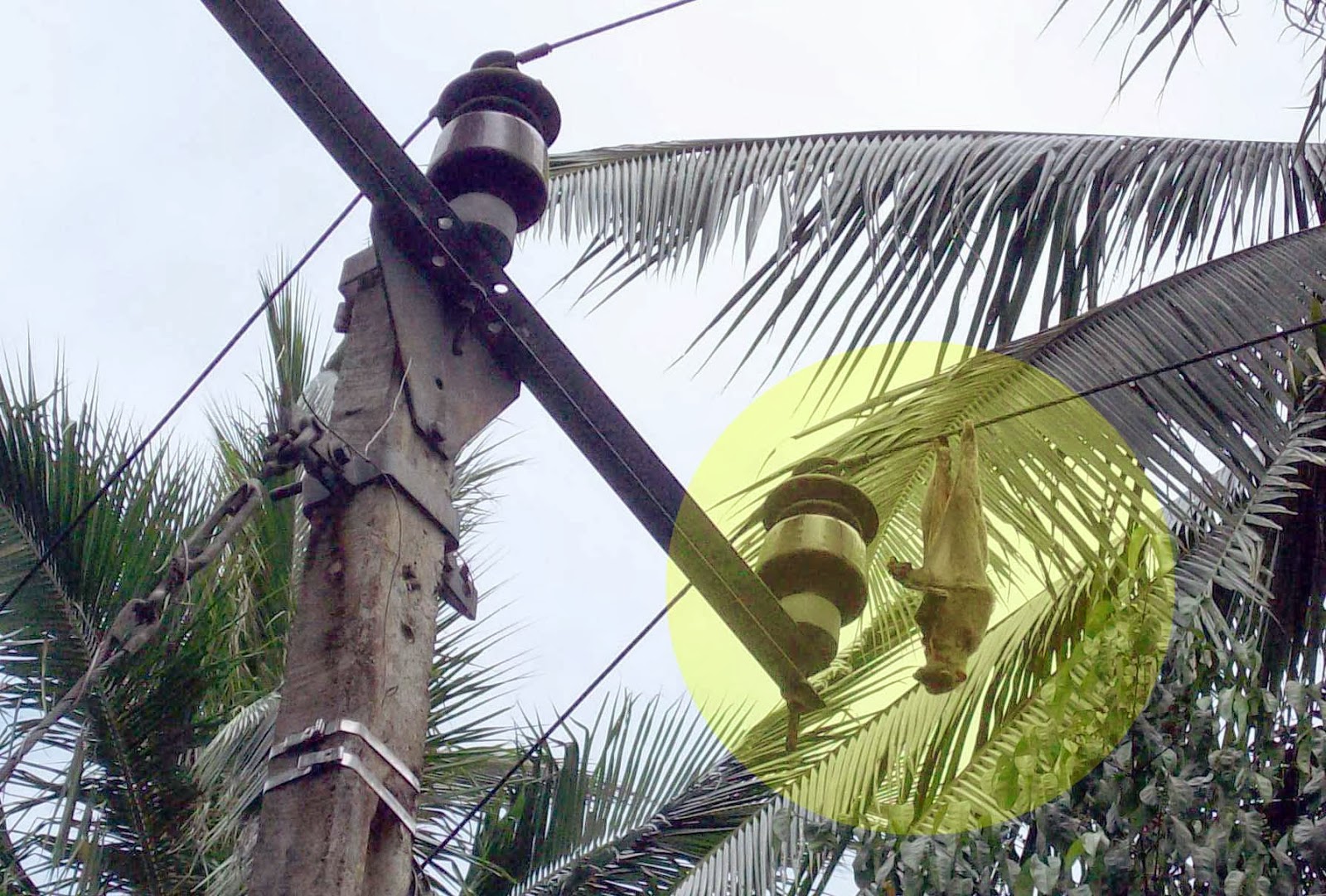 Tando, Si Jagoan Bisa Melayang yang Nyaris Punah | Fandi Ardian DC