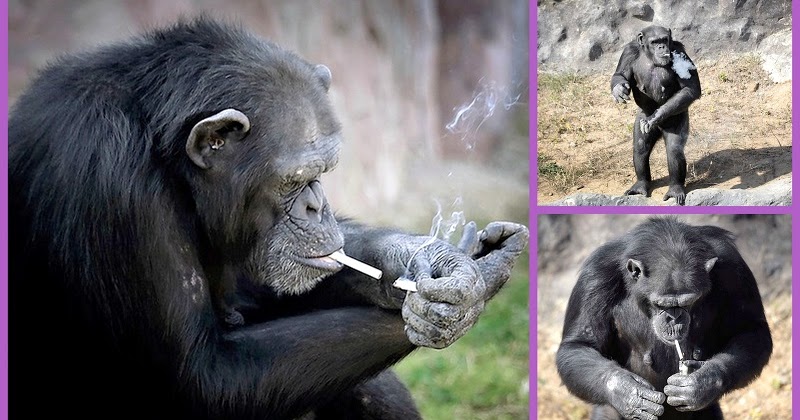 Fotos chocantes mostram chimpanzé fumando em zoo na Coreia do Norte ...