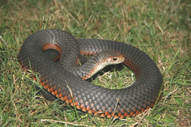 Launceston Reptile Club