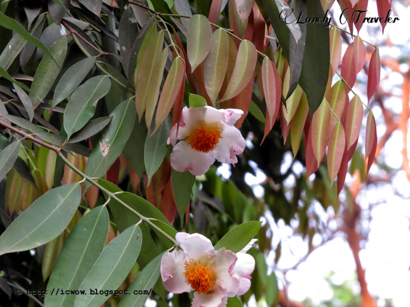 Nagesshor ful (নাগেশ্বর ফুল) - Mesua ferrea