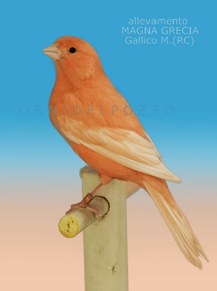 Canarini, gli accoppiamenti consigliati