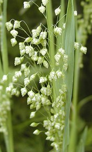 Plantas e Flores do Areal: Briza maxima L.; Briza media L.; Briza minor L.