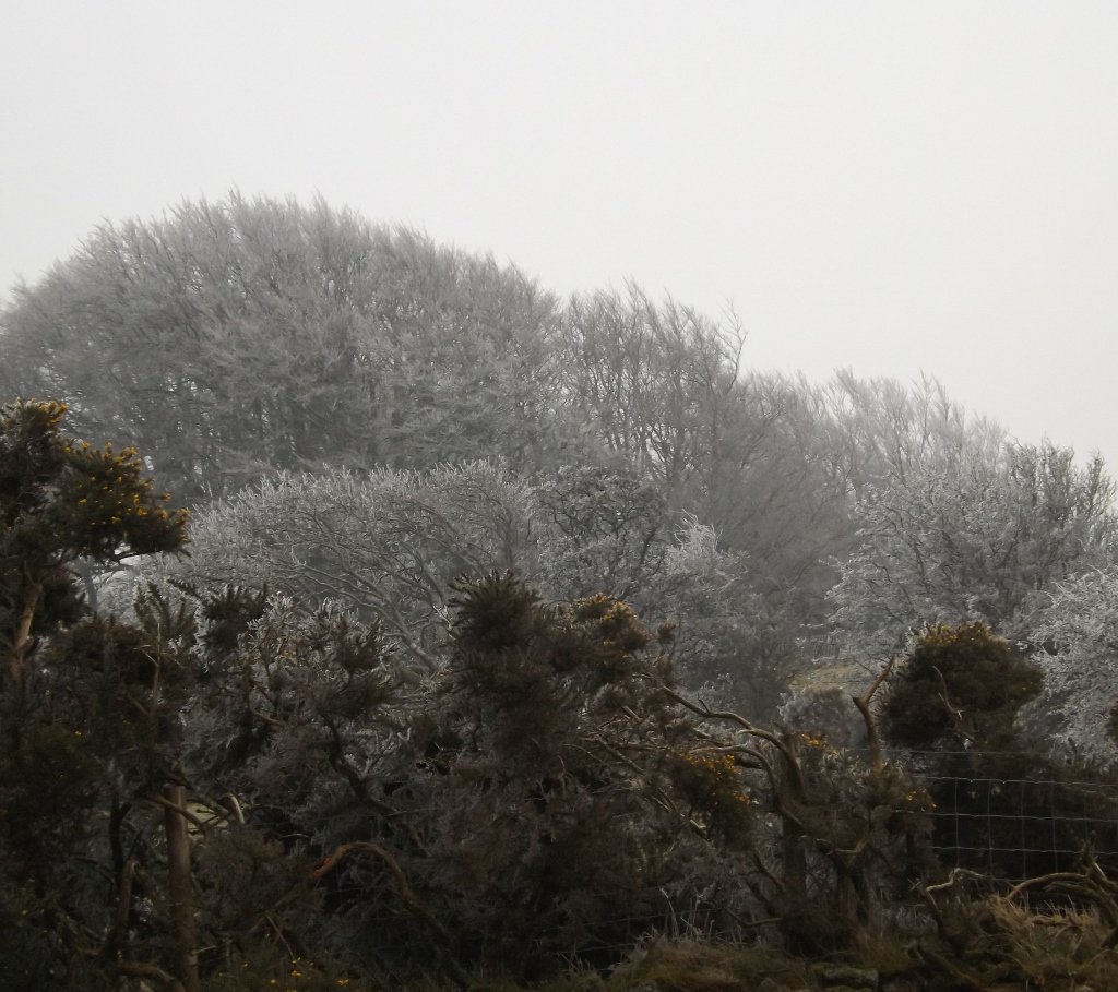 Dartmoor Ramblings: HOAR FROST