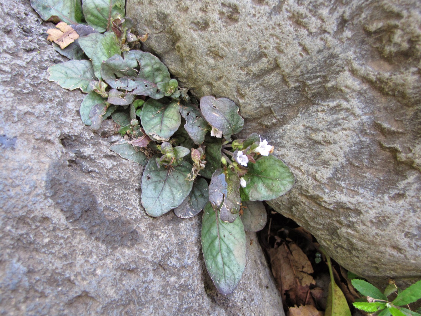 Flora de Puerto Rico Ilustrada Papo Vives: ACANTHACEAE HEMIGRAPHIS