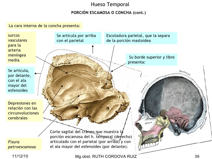 ANATOMÍA HUMANA: julio 2018