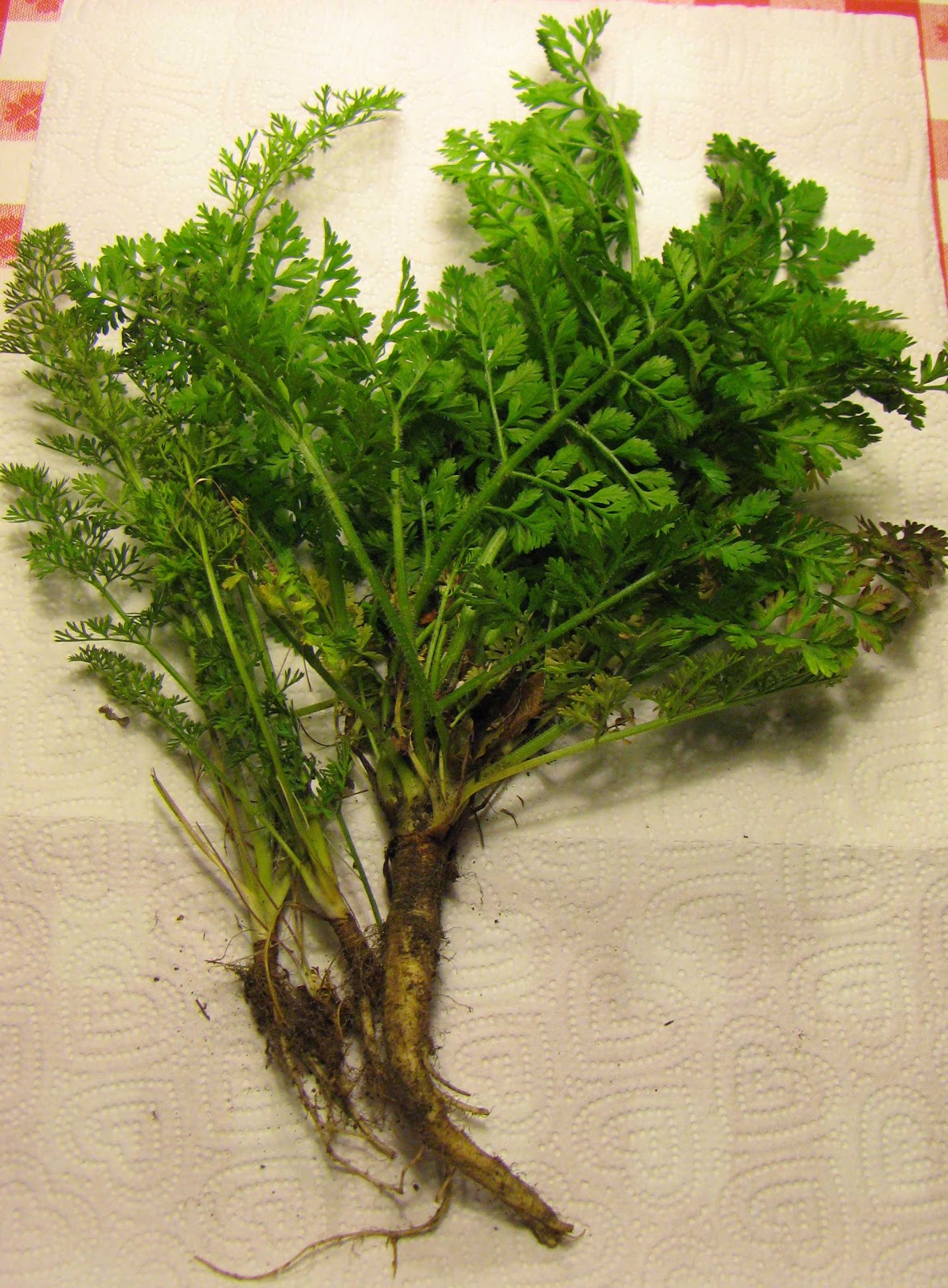 ontheroadtogreenness: Meatless Monday: Stalking the Wild Carrot