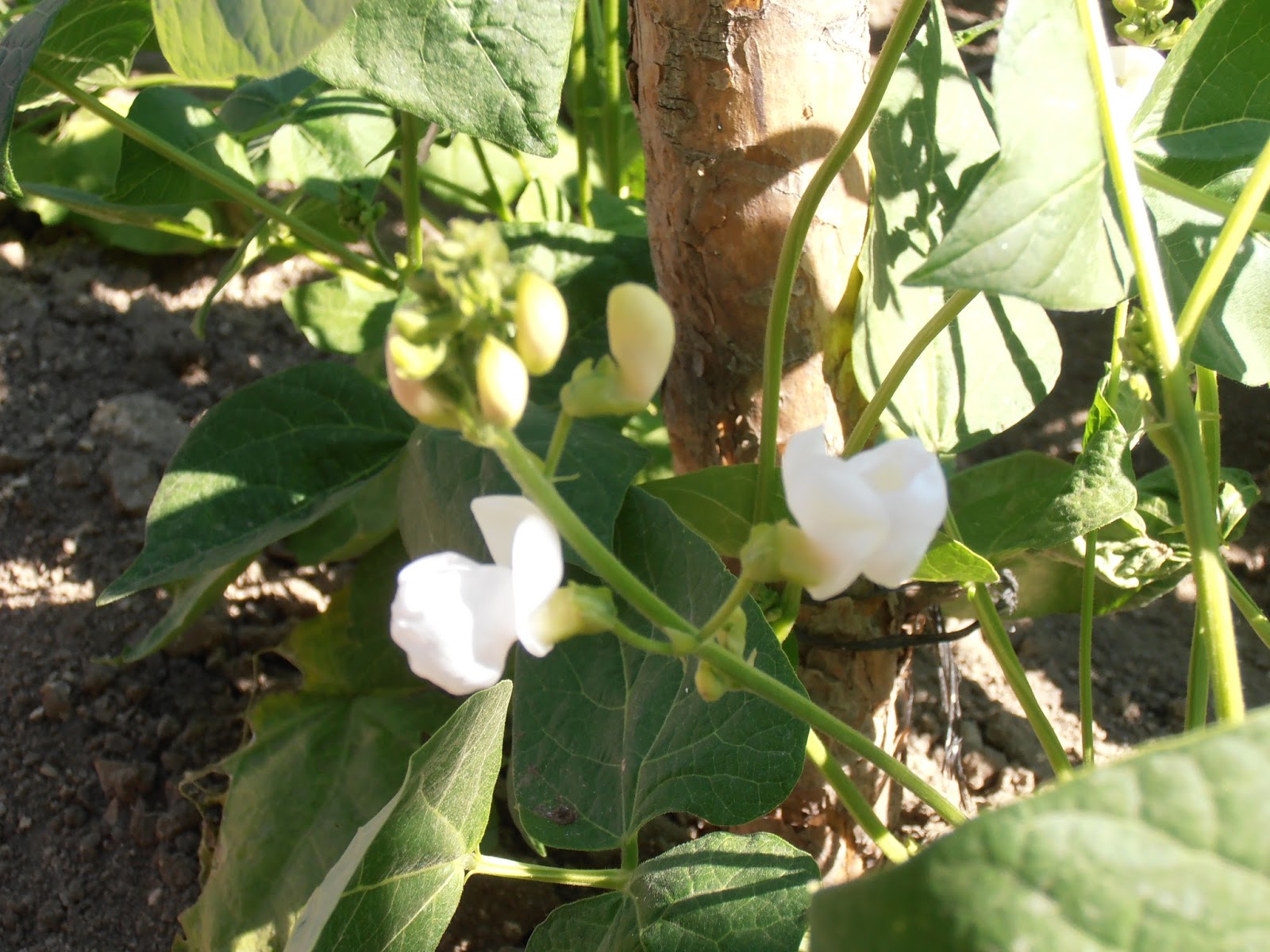 El Judión de La Granja: Planta del judión y floración