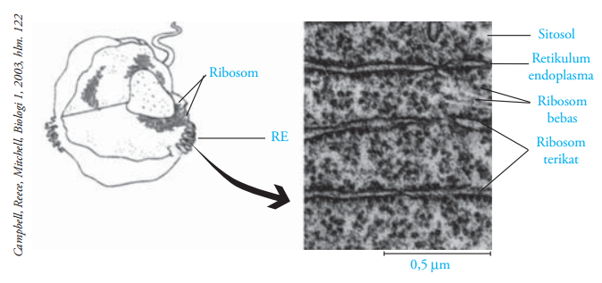 Struktur dan Fungsi Sel bag.2 | BIOLOGI
