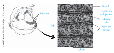 Struktur dan Fungsi Sel bag.2 | BIOLOGI