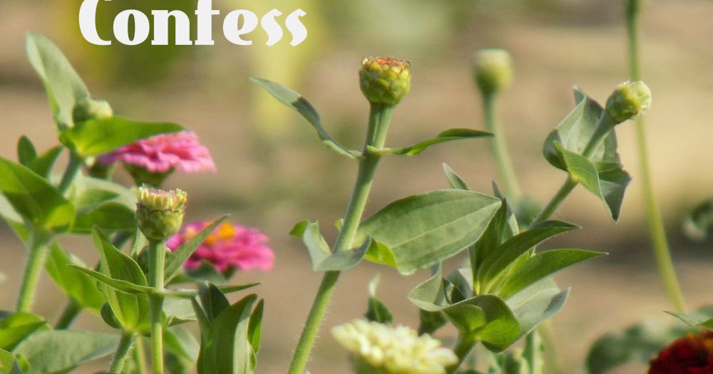 Confess Early Confess Often confess-early-confess-often