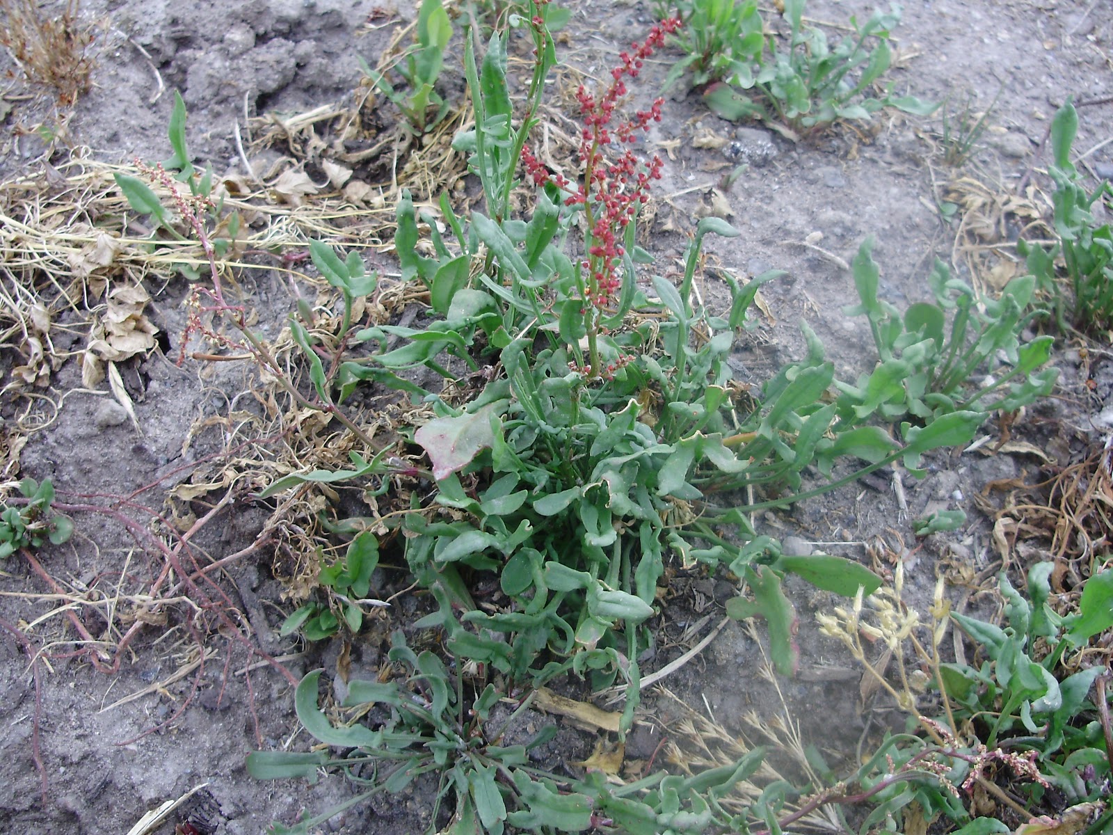Tassie Germinations: The dastardly tale of Sheep Sorrel (Acetosella ...