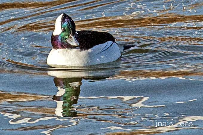 East Gwillimbury CameraGirl: Buffleheads