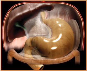 PENGANTAR SYST PENCERNAAN - Biology Page