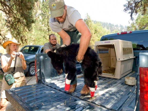 Four legged friends (and enemies): Burned bear cub recovering, may be ...