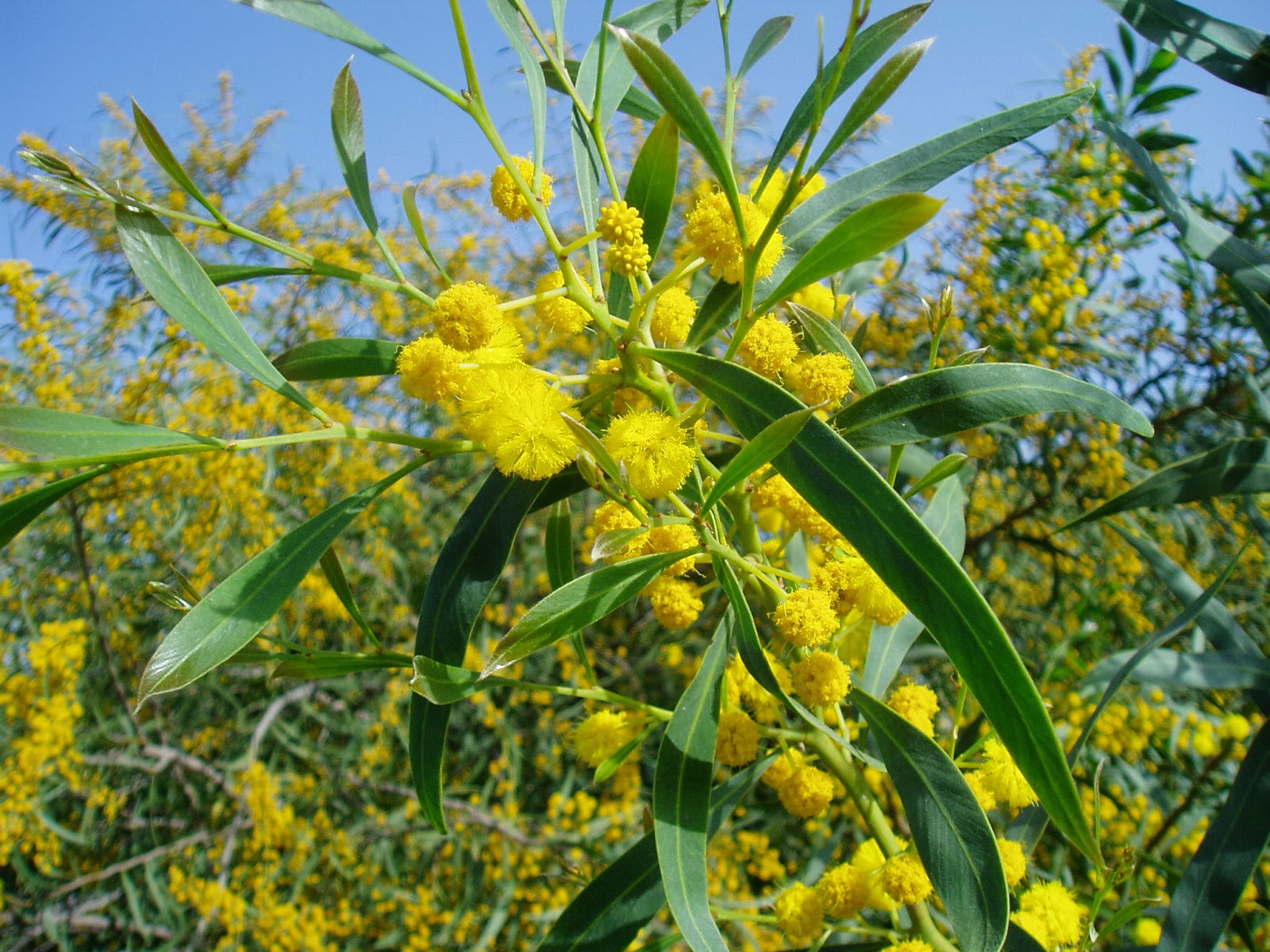 ACACIA AZUL: Acacia saligna | Plantas rioMoros