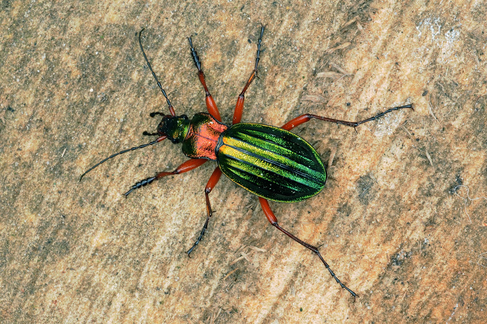 Natuurfotografie Rinus Baayens: Goudglanzende loopkever