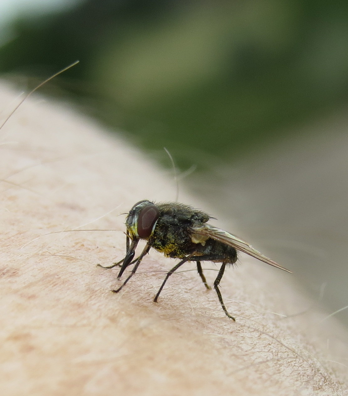 Bug Eric: The Stable Fly