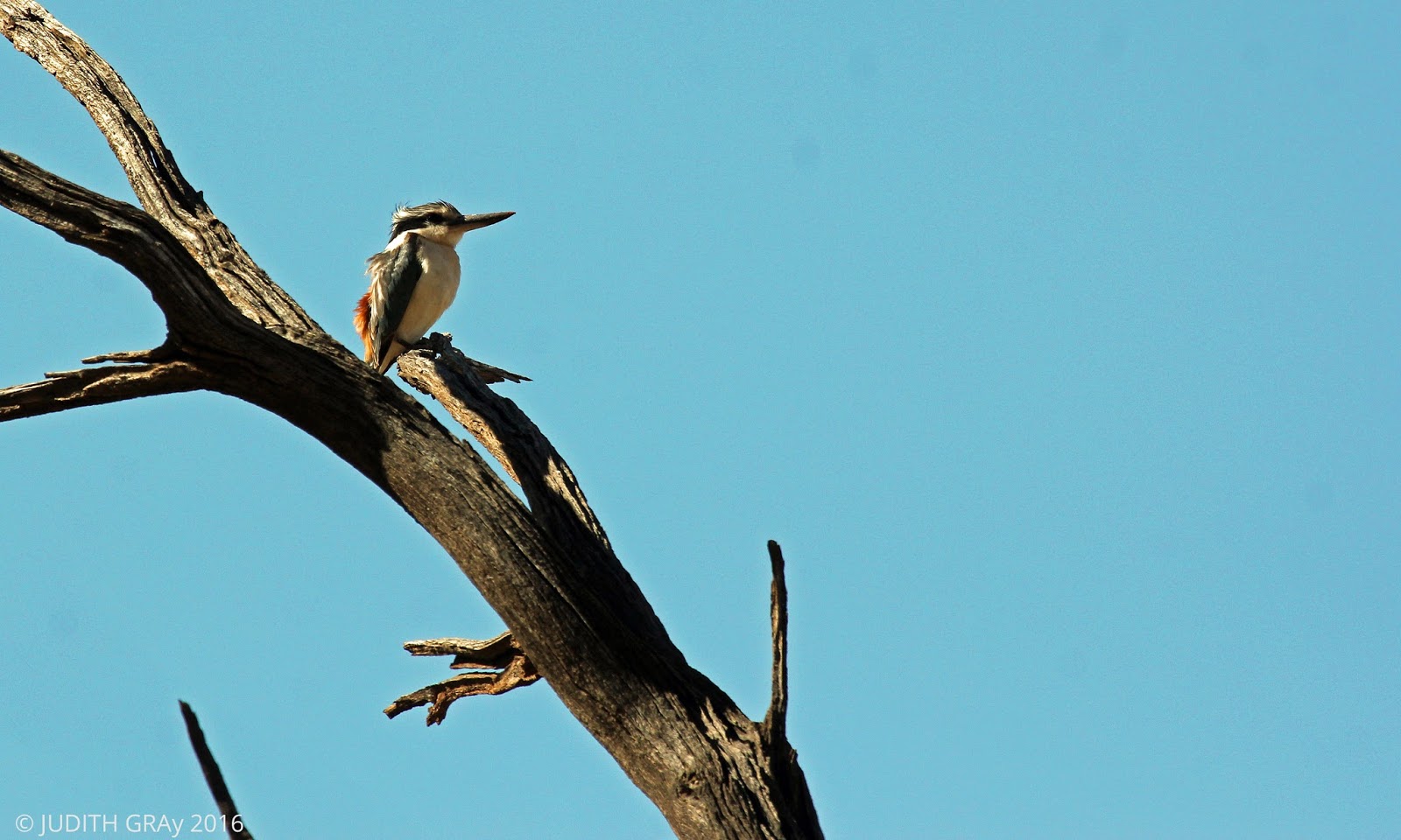 Birds of Central Australia, Northern Territory