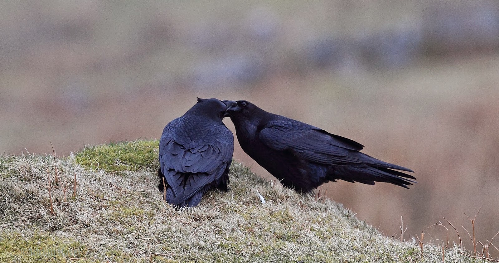 Adrian Davey Wildlife Photography Diary: Ravens