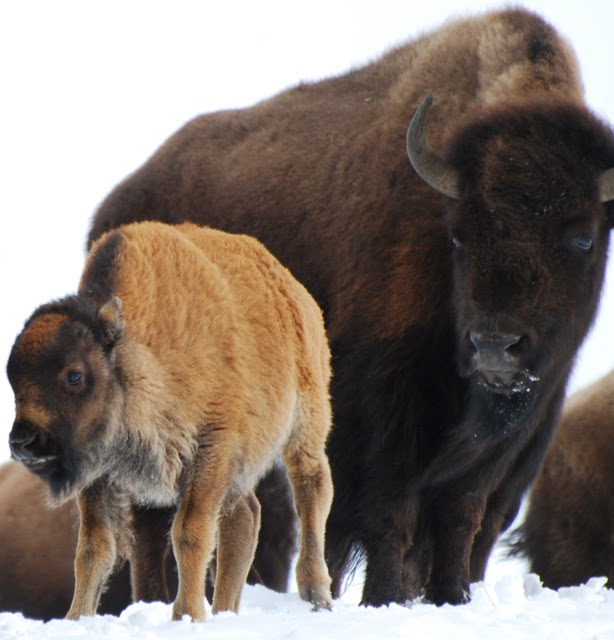 White Wolf : 6 Amazing Facts You Never Knew About Bison (Video)