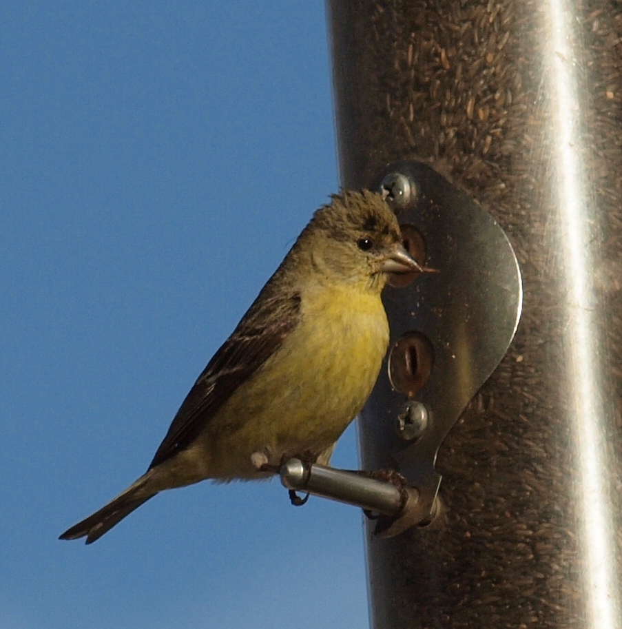 Birding Is Fun!: Pine Siskin & Lesser Goldfinch