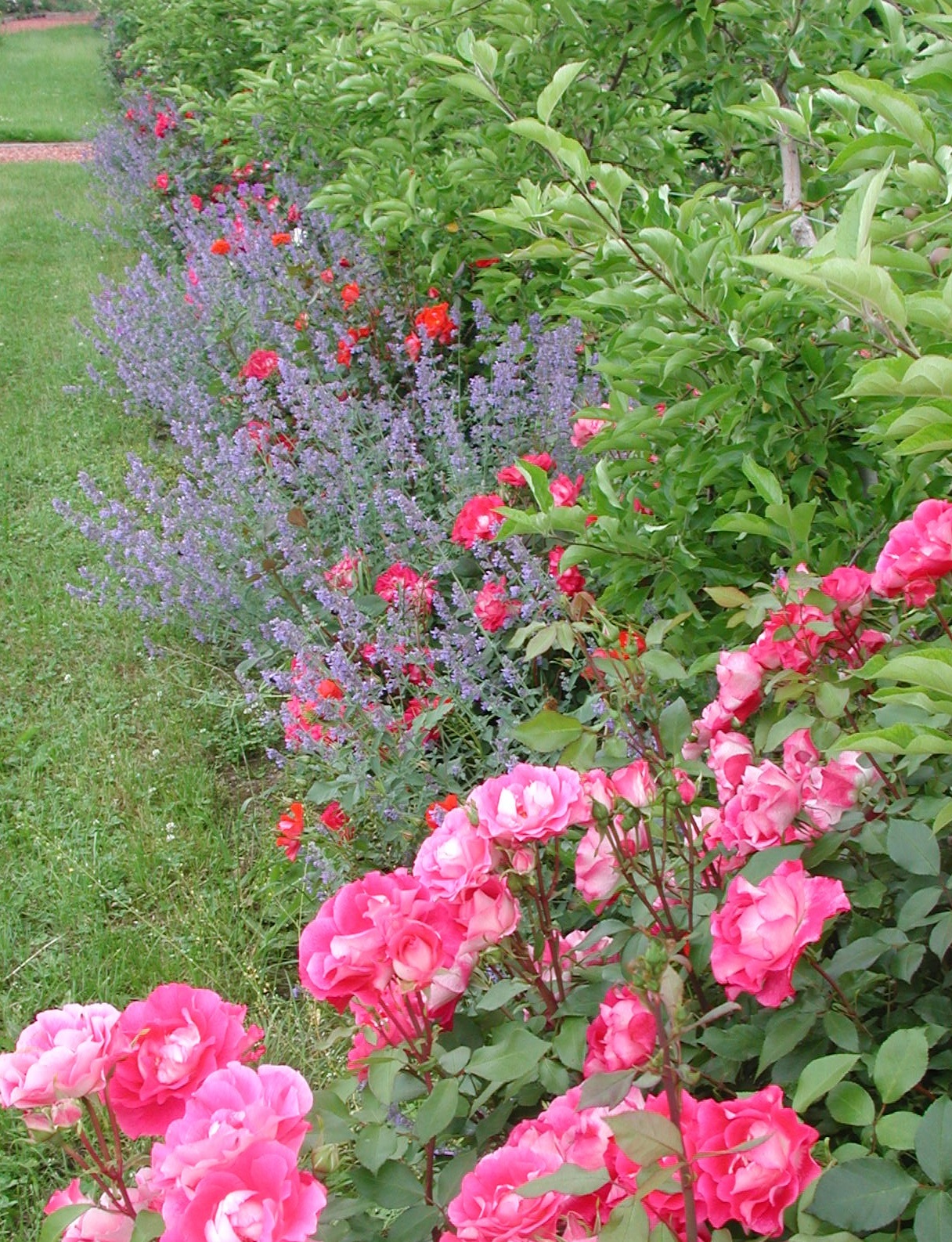LES PLANTES VIVACES : IDÉALES POUR AGRÉMENTER VOTRE JARDIN - Les ...