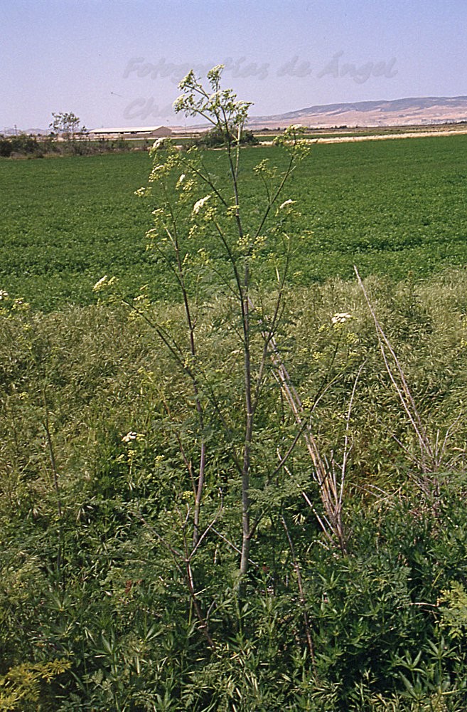 Flora medicinal, alimenticia y artesanal de la Ribera Navarra: Conium ...