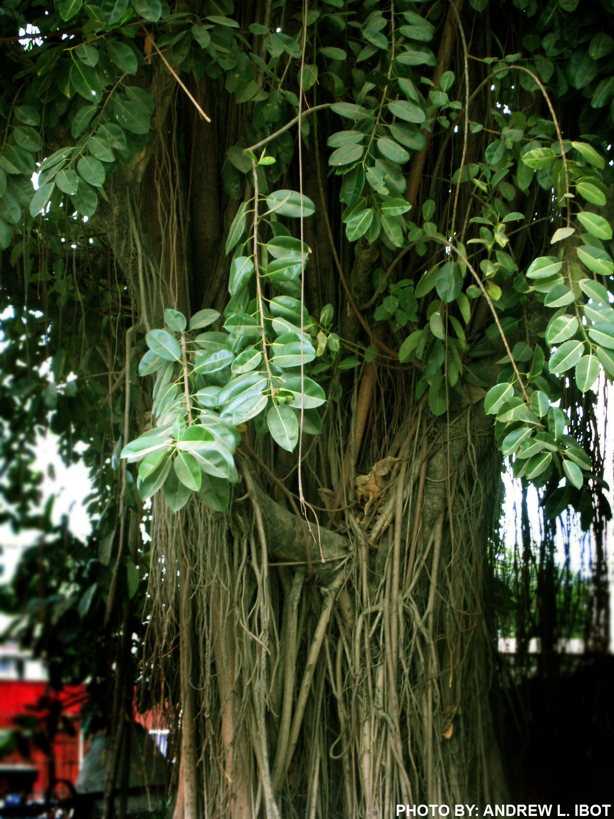 Ako si ANDREW IBOT!: Balete - Halamang Gamot / Herbal Medicine