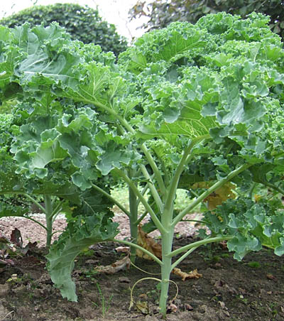 Vreni Giger's Jägerhof: Federkohl: Krause Blätter mit viel Traubenzucker