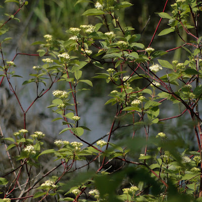 shrub identification: Cornus sericea