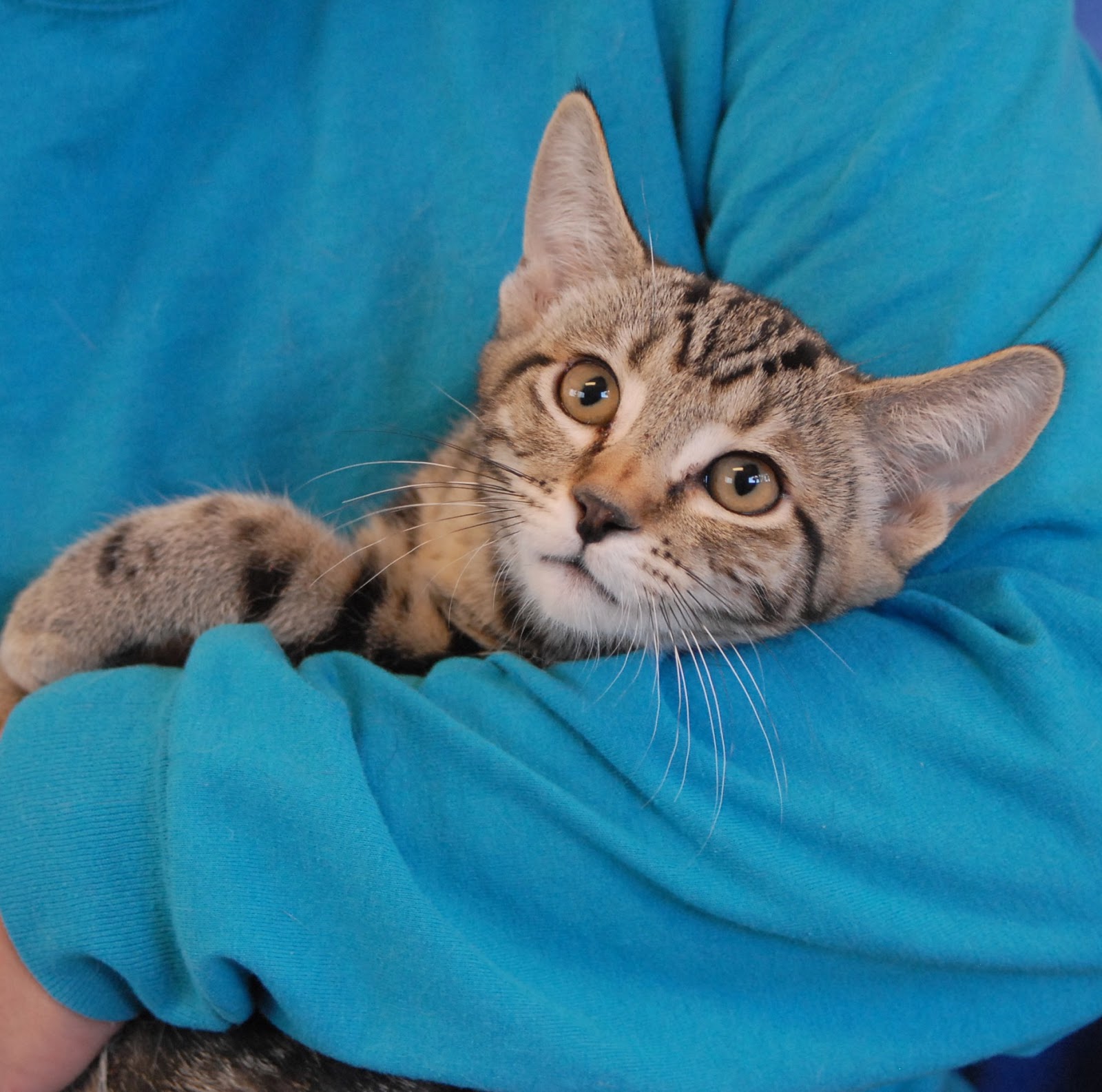 Tiger tabby kittens debuting for adoption today!