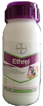 Uriașa minciună a roșiilor românești + VIDEO + documentar