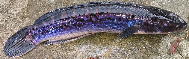 Motivasi dan Inspirasi di bidang pertanian-peternakan-perikanan ...