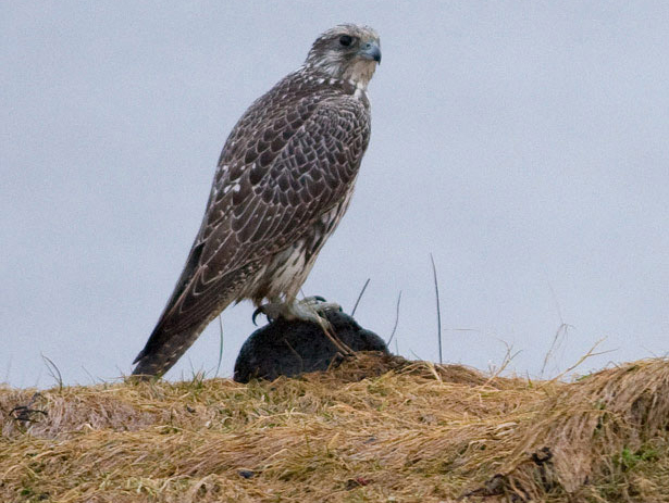 Aves raras en GALICIA: Halcon gerifalte Falco rusticolus