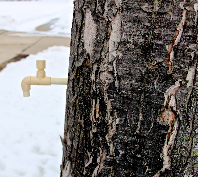 Russman's spot: Making Maple Syrup
