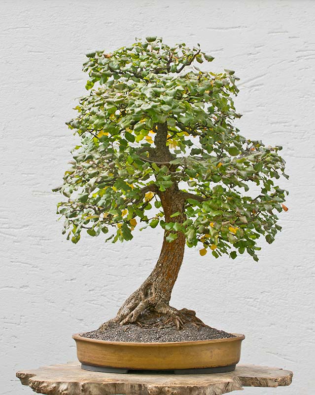 Walter Pall Bonsai Adventures: Wild Pear #1