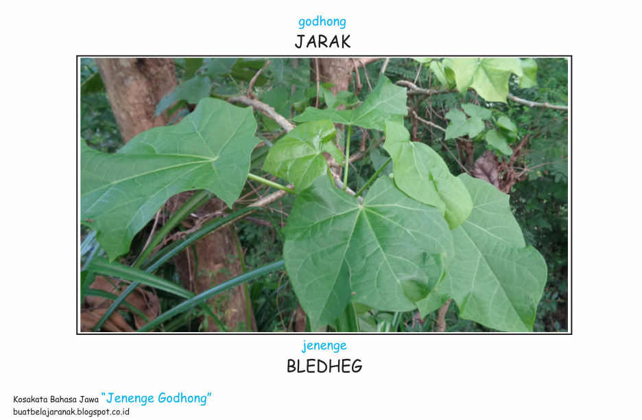 Kosakata : Nama-Nama Daun dalam Bahasa Jawa - SIAP UJIAN