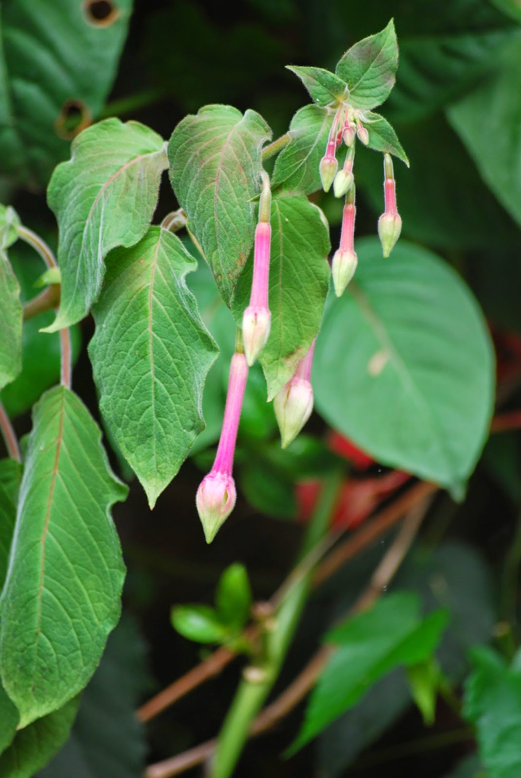 Odd Plants