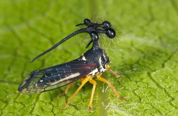 Treehopper Insects With Unique and Bizarre Head | Luxyana